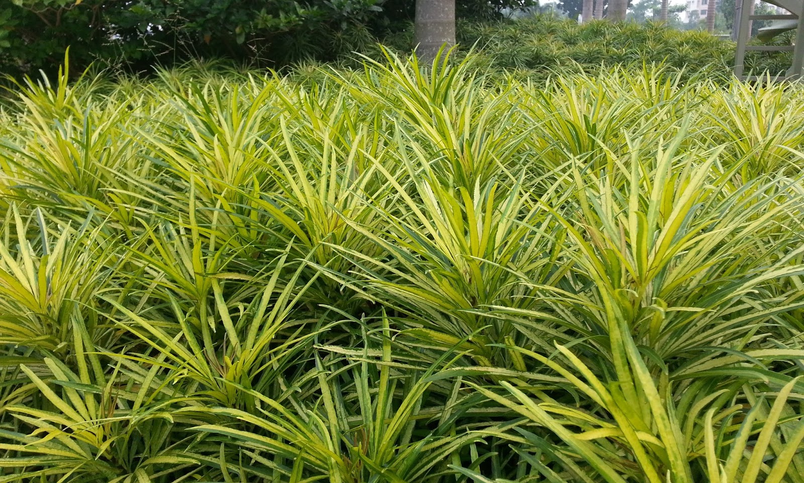 Laman Kambatik Plants list (4th ed.): Miagos Bush - Osmoxylon lineare