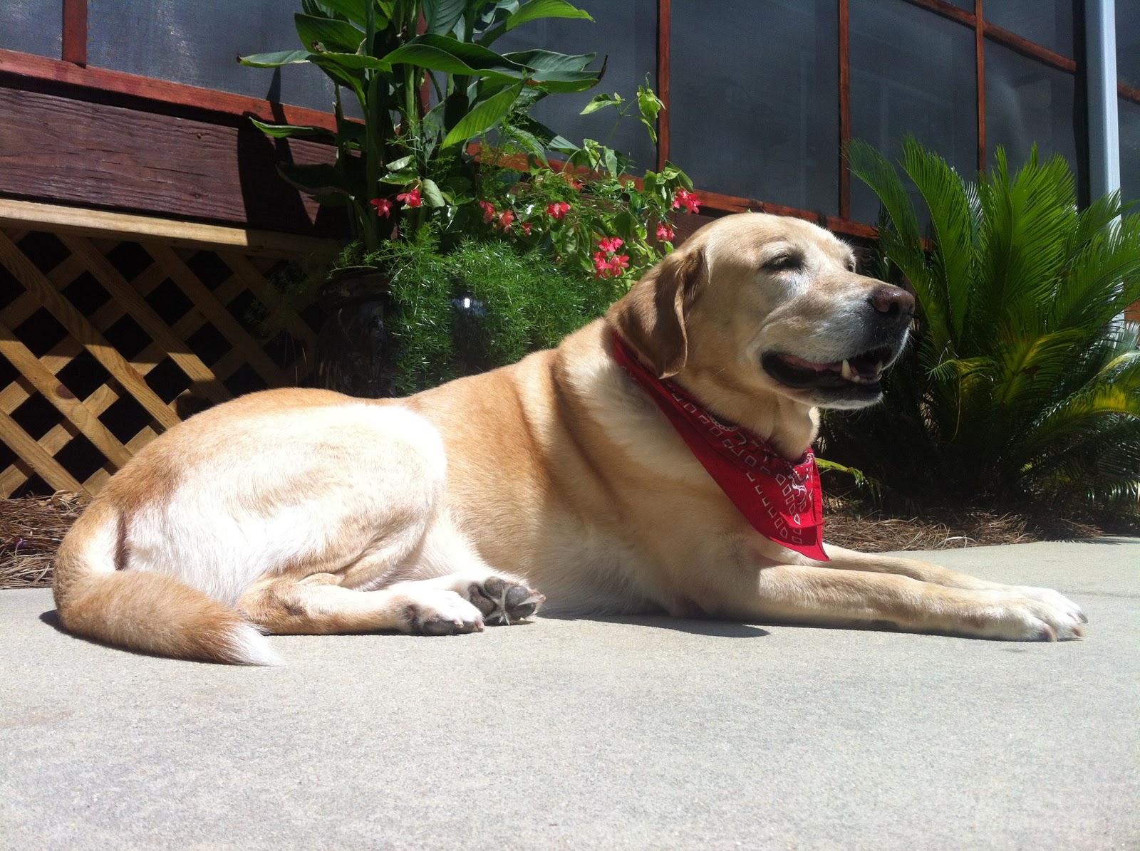 Ordinary Guy: Big Yellow Dog