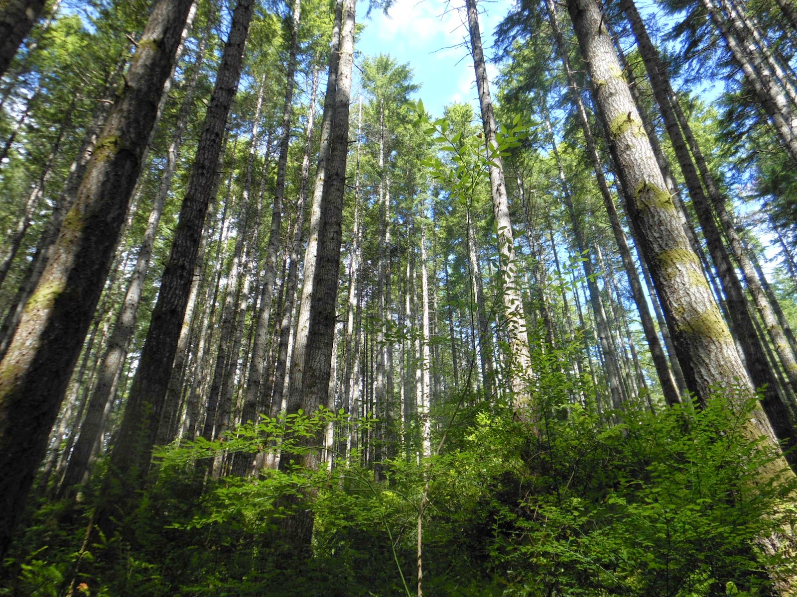 Trekking with the Bs: Seabeck, WA