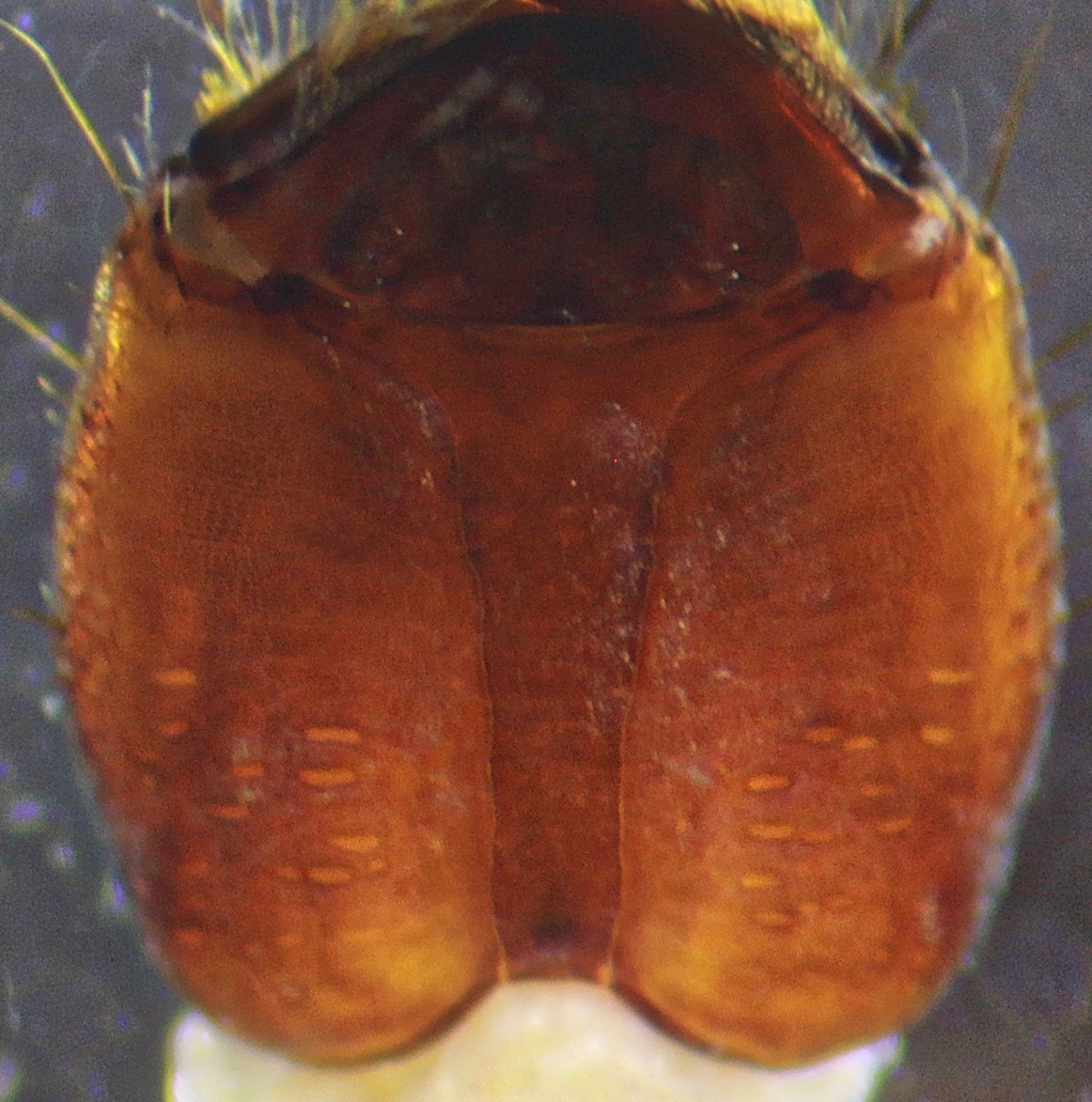 Aquatic Insects of Central Virginia: The "ventral apotome" and genus ID ...