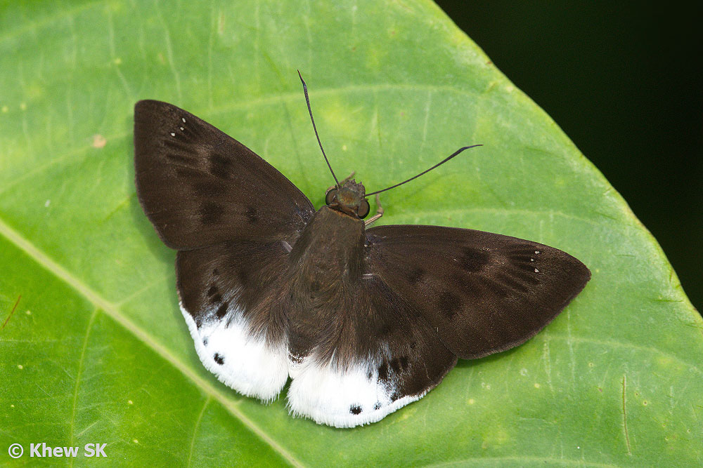 Butterflies of Singapore: Snow Flats of Singapore