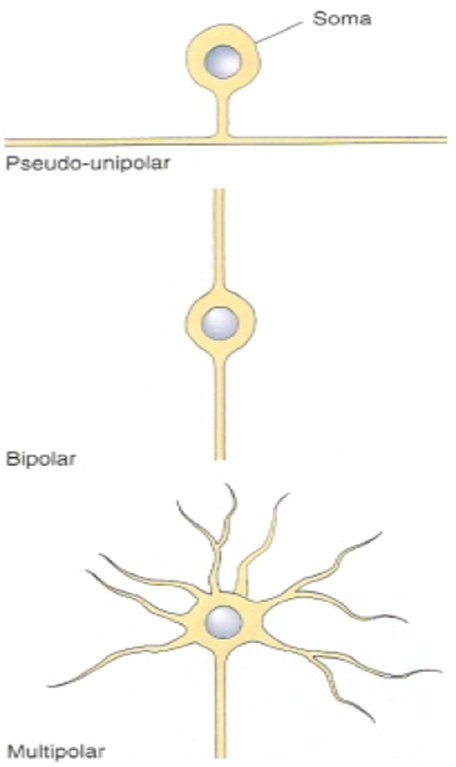 Med Questões: Neurônios e Glia (Bear - Cap. 2)