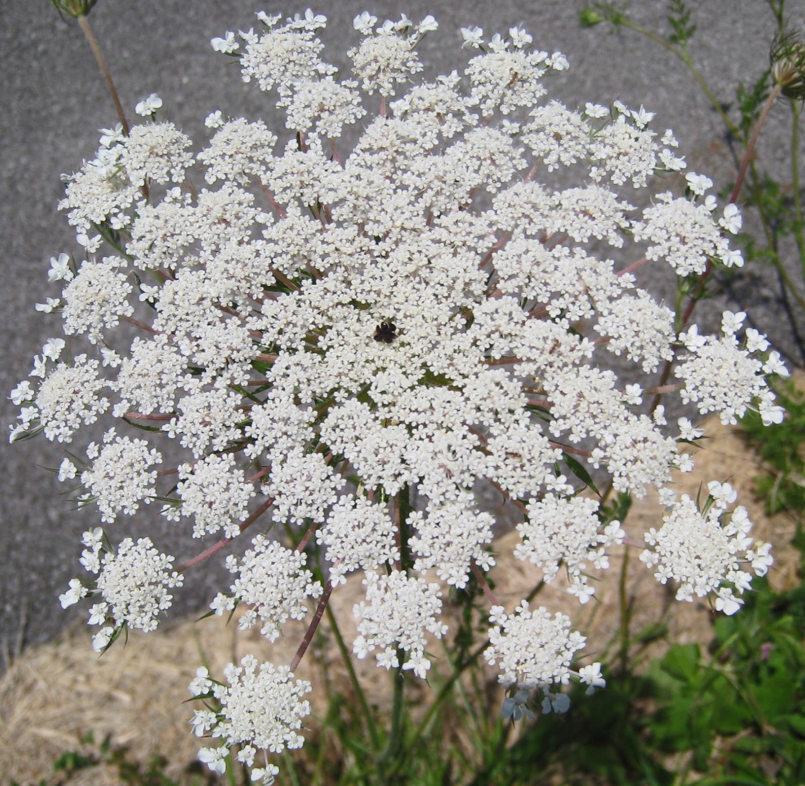 Ozark Ramblings: Queen Anne's Lace