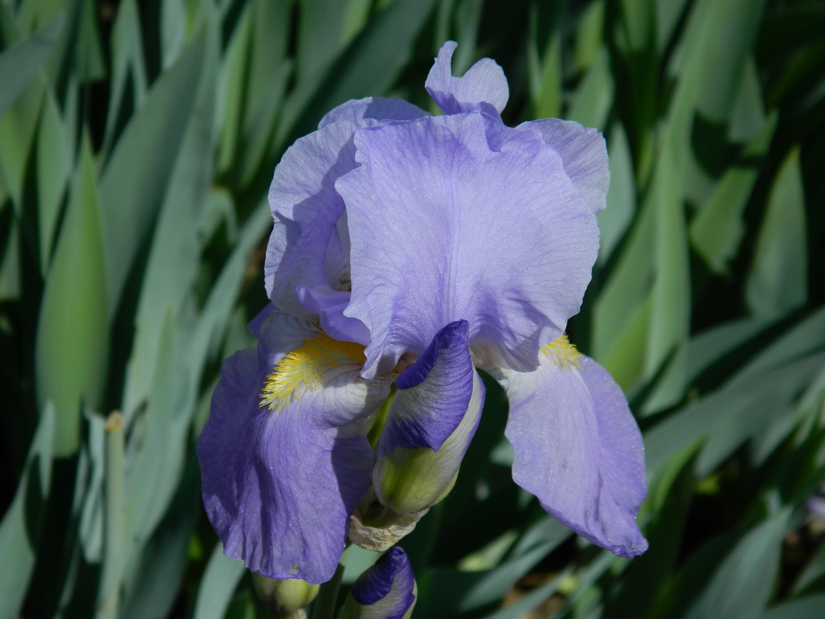 LA MULTI ANI, ROMANIA!: Stanjenei mov deschis