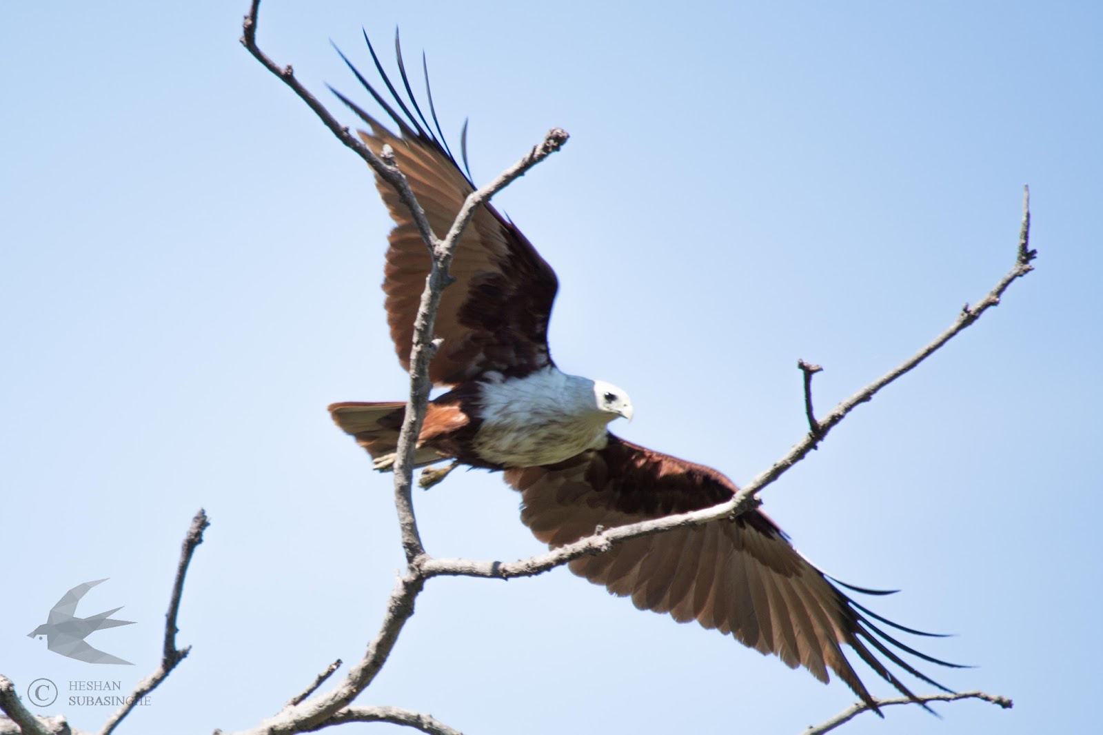 Brahminy Kite | Through A Square