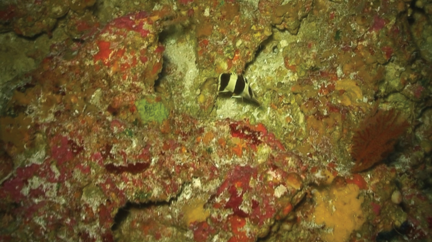 Species New to Science: [Ichthyology • 2019] Prognathodes geminus • A ...