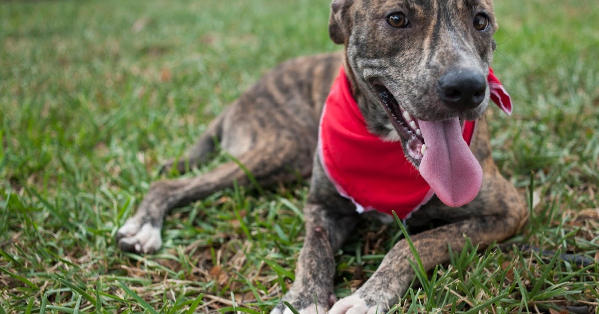Amigos con cola: Patuleca