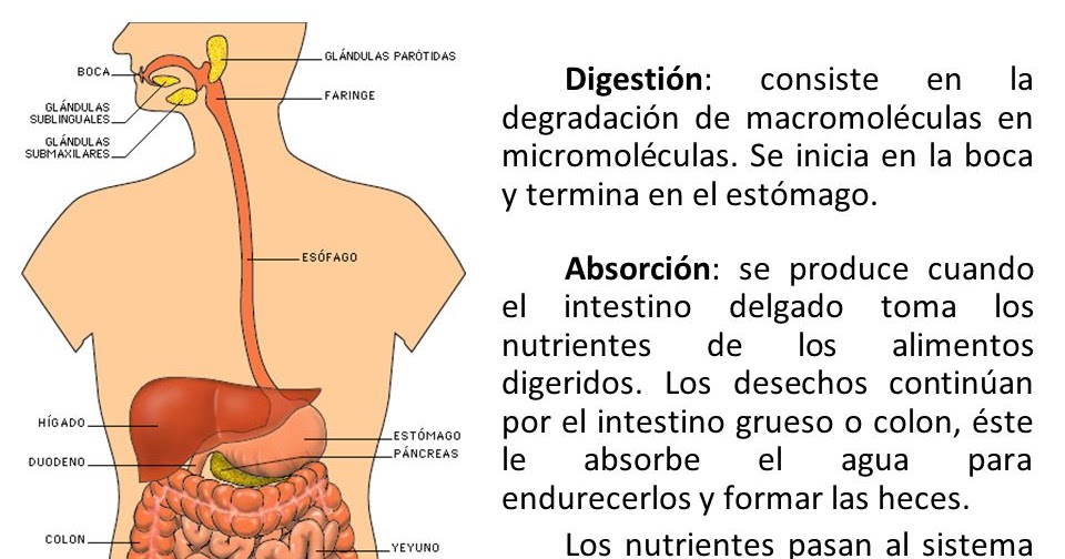 Digestión y absorción de macromoléculas: