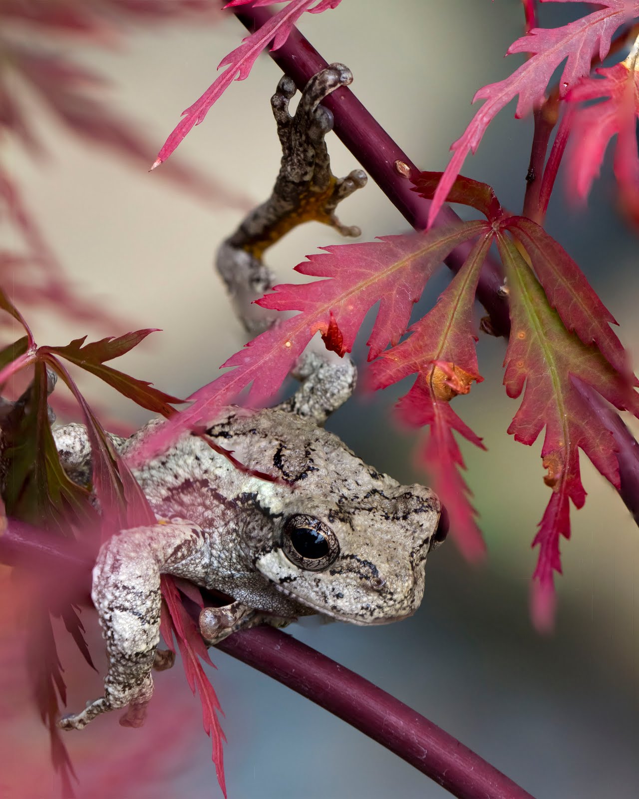 Virginia Life: Tree Frogs in the Back Yard