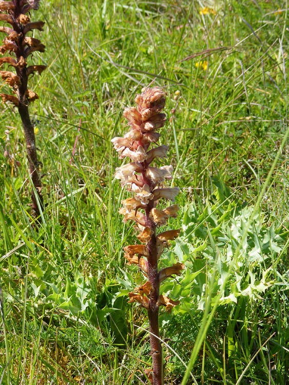 Loire Valley Nature: Broomrapes - Orobanche spp