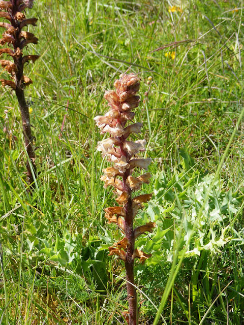 Loire Valley Nature: Broomrapes - Orobanche spp