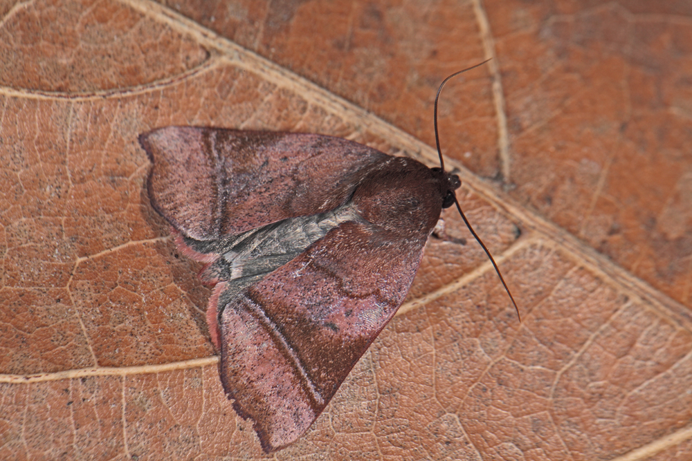 BunyipCo: September 2012