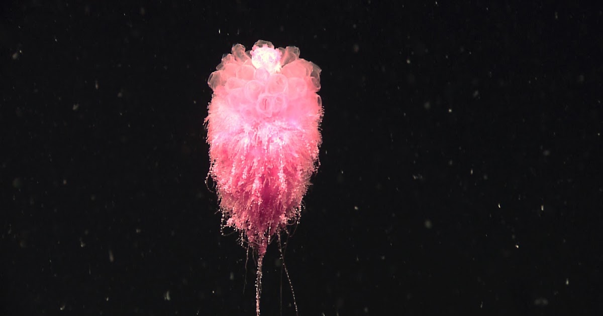 Real Monstrosities: The FLOOZY, For Men