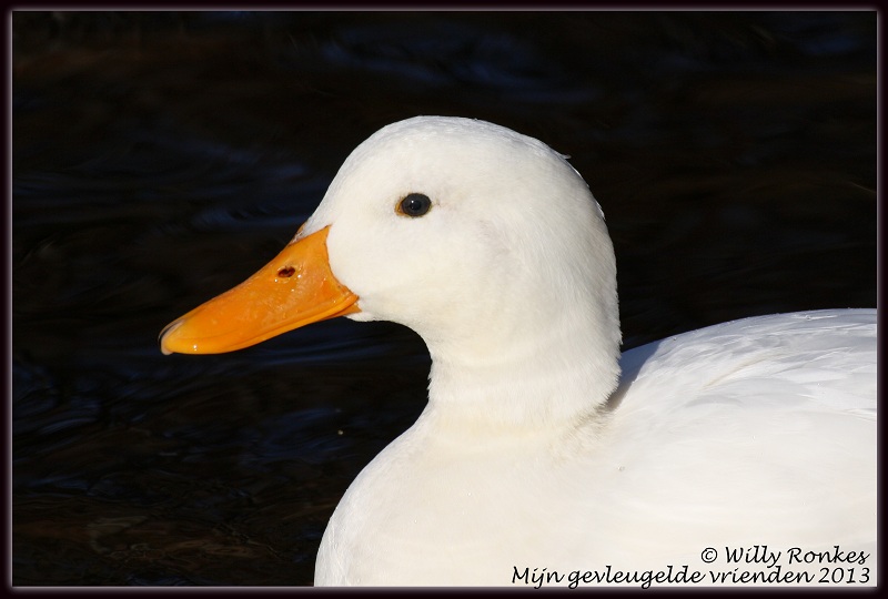 Mijn gevederde vrienden: Tamme eend (witte kwaker)