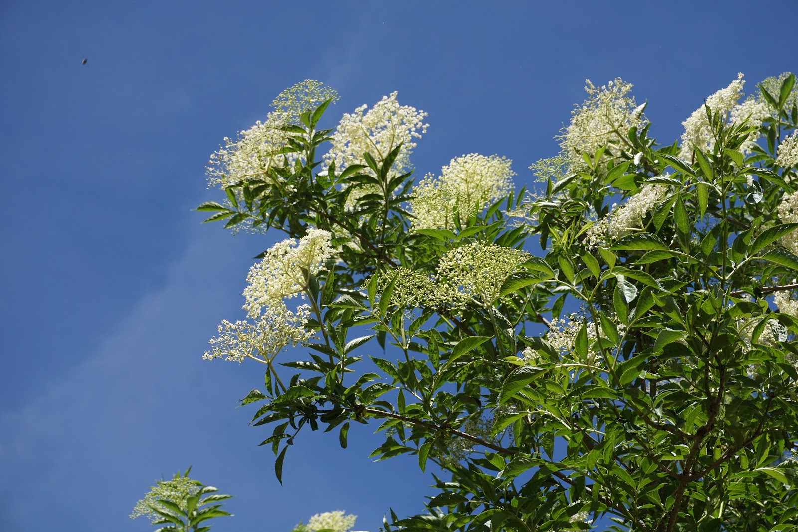 Plantas de Huerta Otea, Salamanca: Saúco negro, saúco común (Sambucus ...