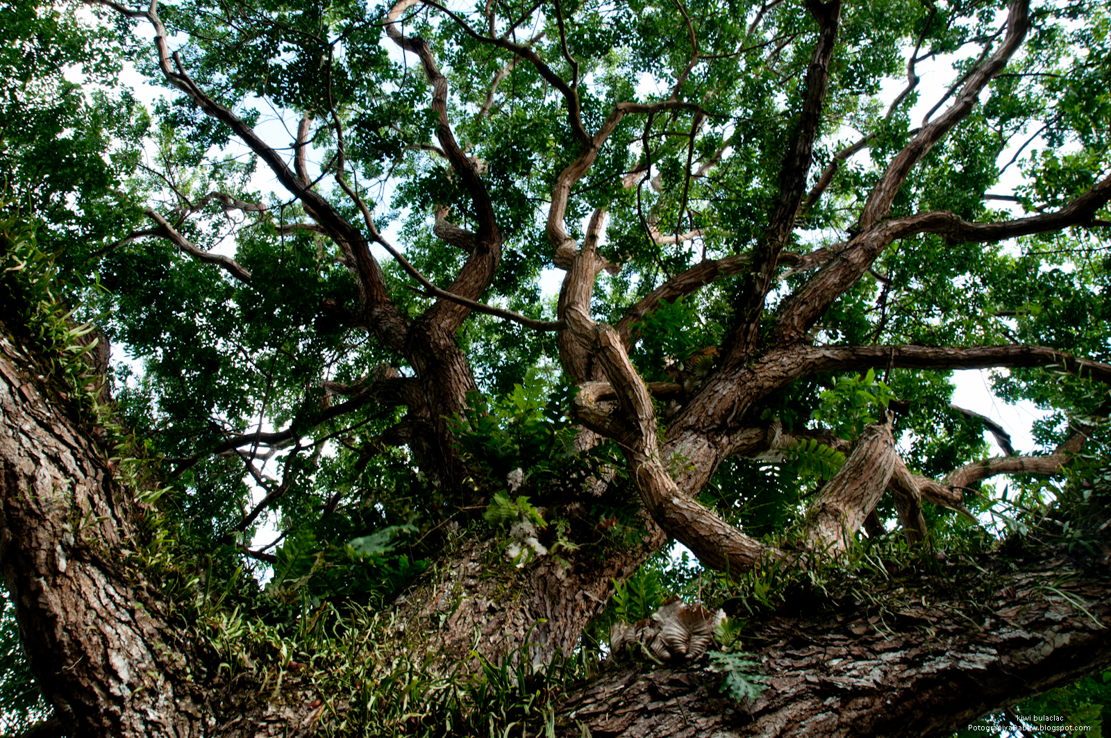 Davao Pictures | Davao Photos - POTOGRAPIYA DABAW