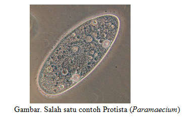 Kingdom Protista: Ciri-ciri umum - BELAJAR BIOLOGI