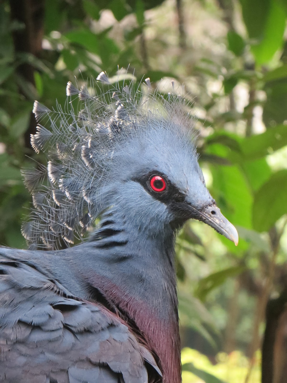 By any means to Borneo & beyond: Birds of Malaysia