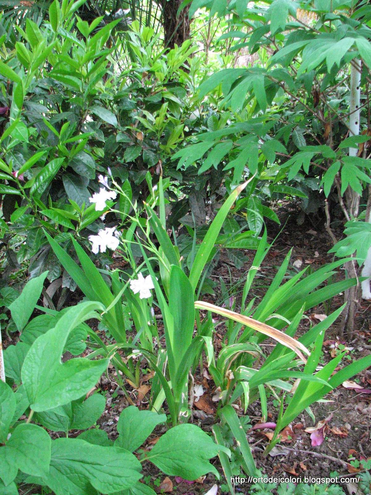 L'orto dei colori: Iris japonica o Iris wattii?