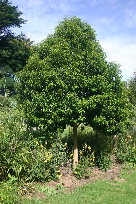 Toowoomba Plants: Satinwood
