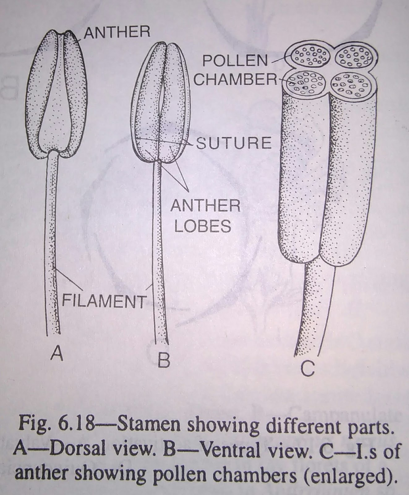 Androecium in angiosperm-digieduco