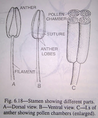 Androecium in angiosperm-digieduco