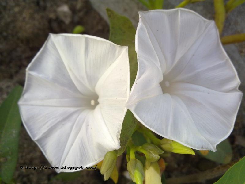Swamp morning glory - Ipomoea Aquatica