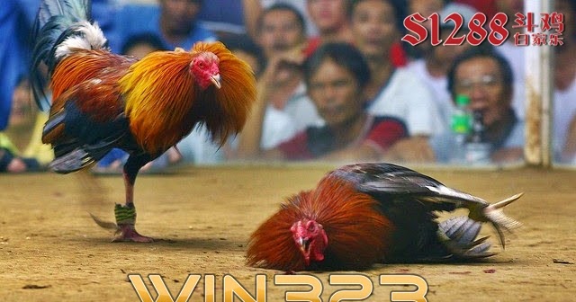 Sabung Ayam: Sabung Ayam Pisau Sampai Mati