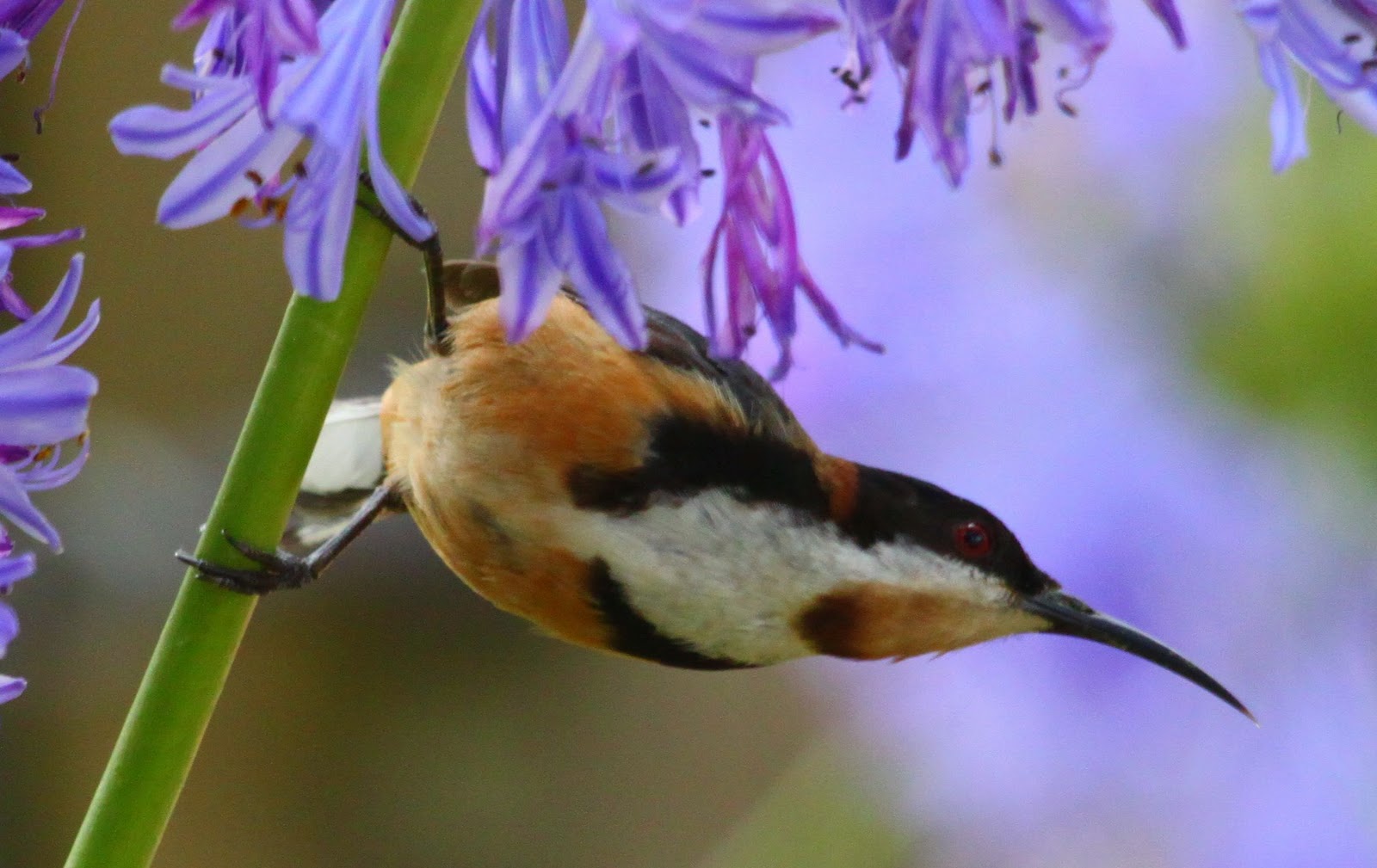 Richard Waring's Birds of Australia: Selection of Phillip Island bird ...