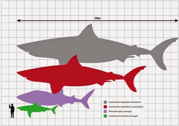 just a marine: When Did Megalodon Go Extinct?