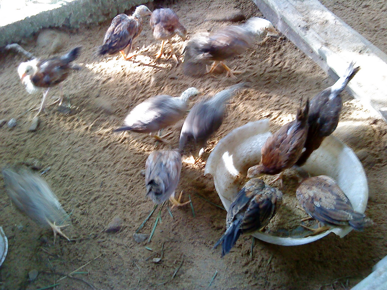 Wb8b@Cirj GameFarm: Breeding and Ranging to Keep Them Healthy.