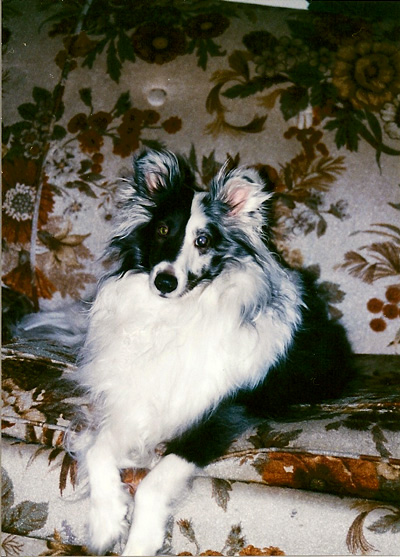 Sixth Day Dogs: January Breed Spotlight – Shetland Sheepdog