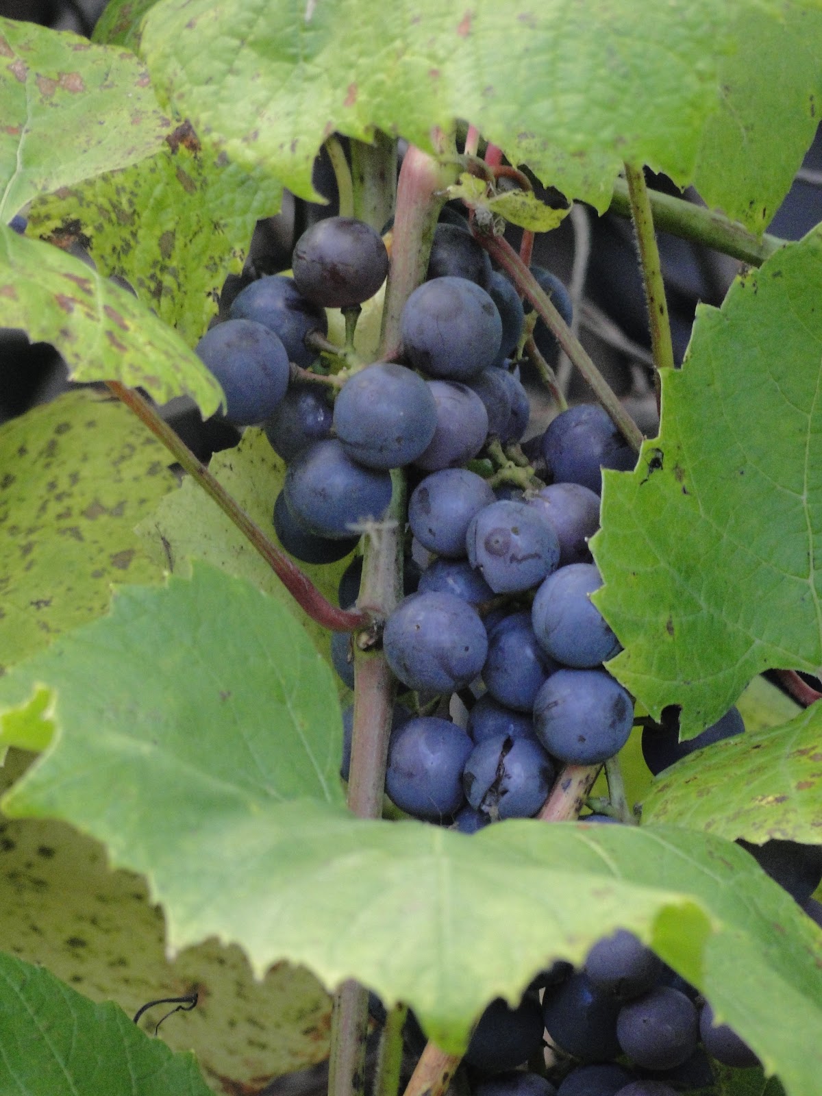 A glorious Fall in Thunder Bay, The Camellia, Ontario