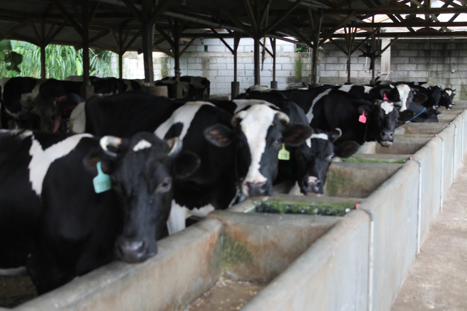 JUAL SUSU SAPI ASLI - GRIYA SUSU DEPOK