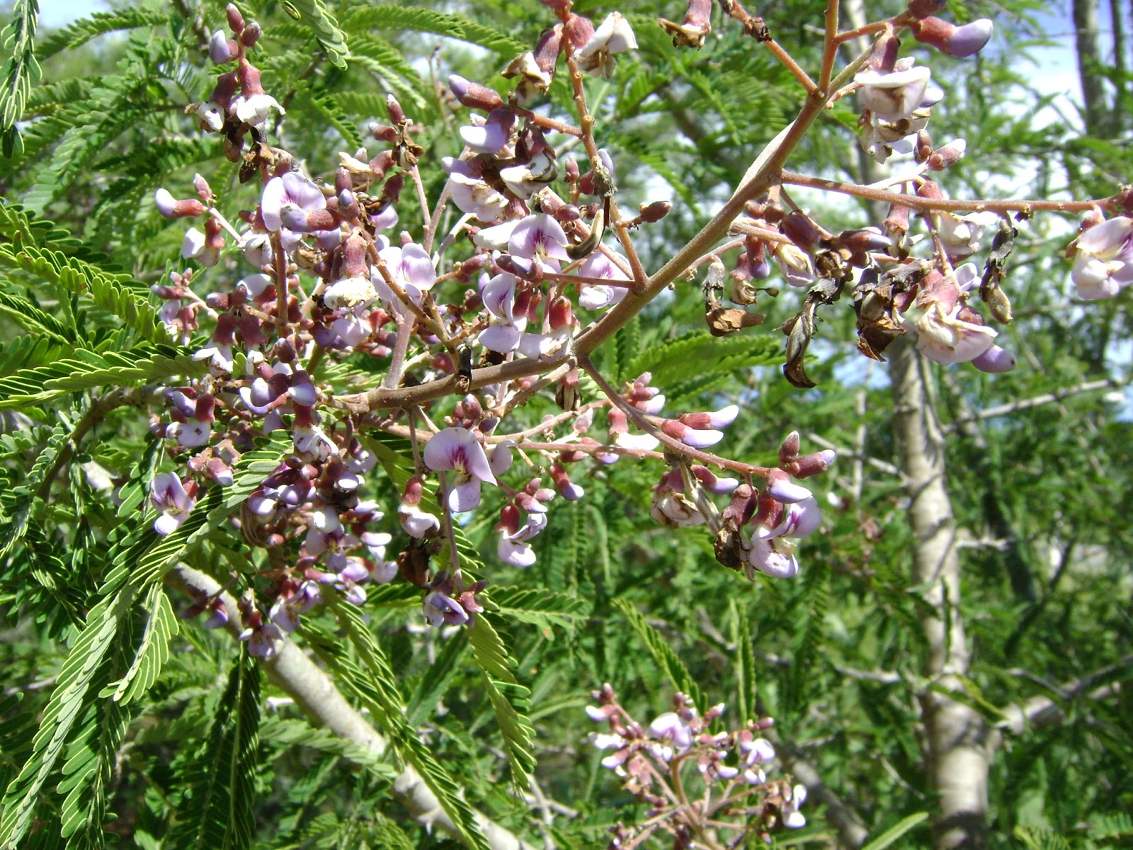Fabaceae - Leguminosae no Brasil: Machaerium