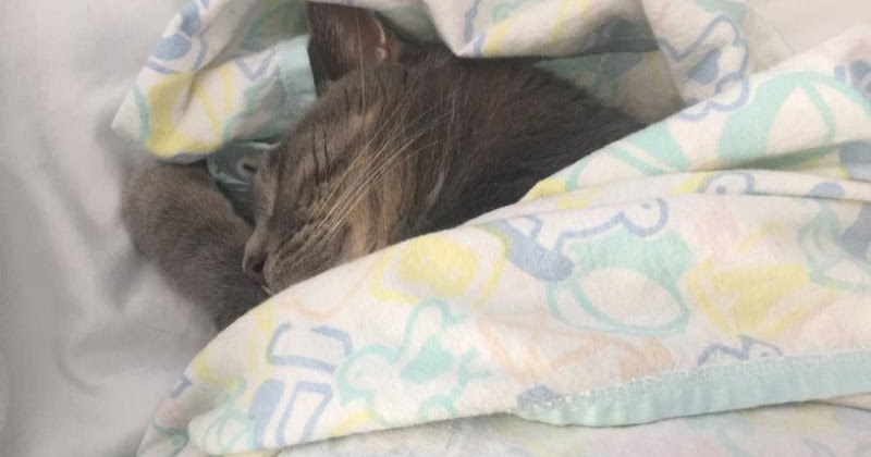 Of Cats and Cardstock: Feline Friday: Swaddled