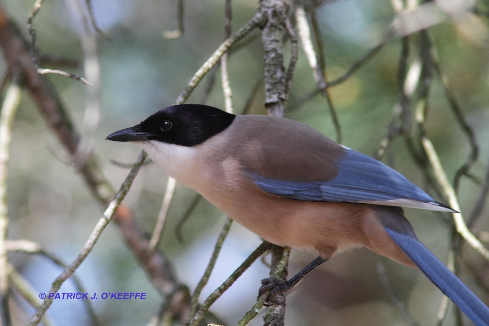 Raw Birds: IBERIAN AZURE WINGED MAGPIE Cyanopica cooki El Acebuche ...