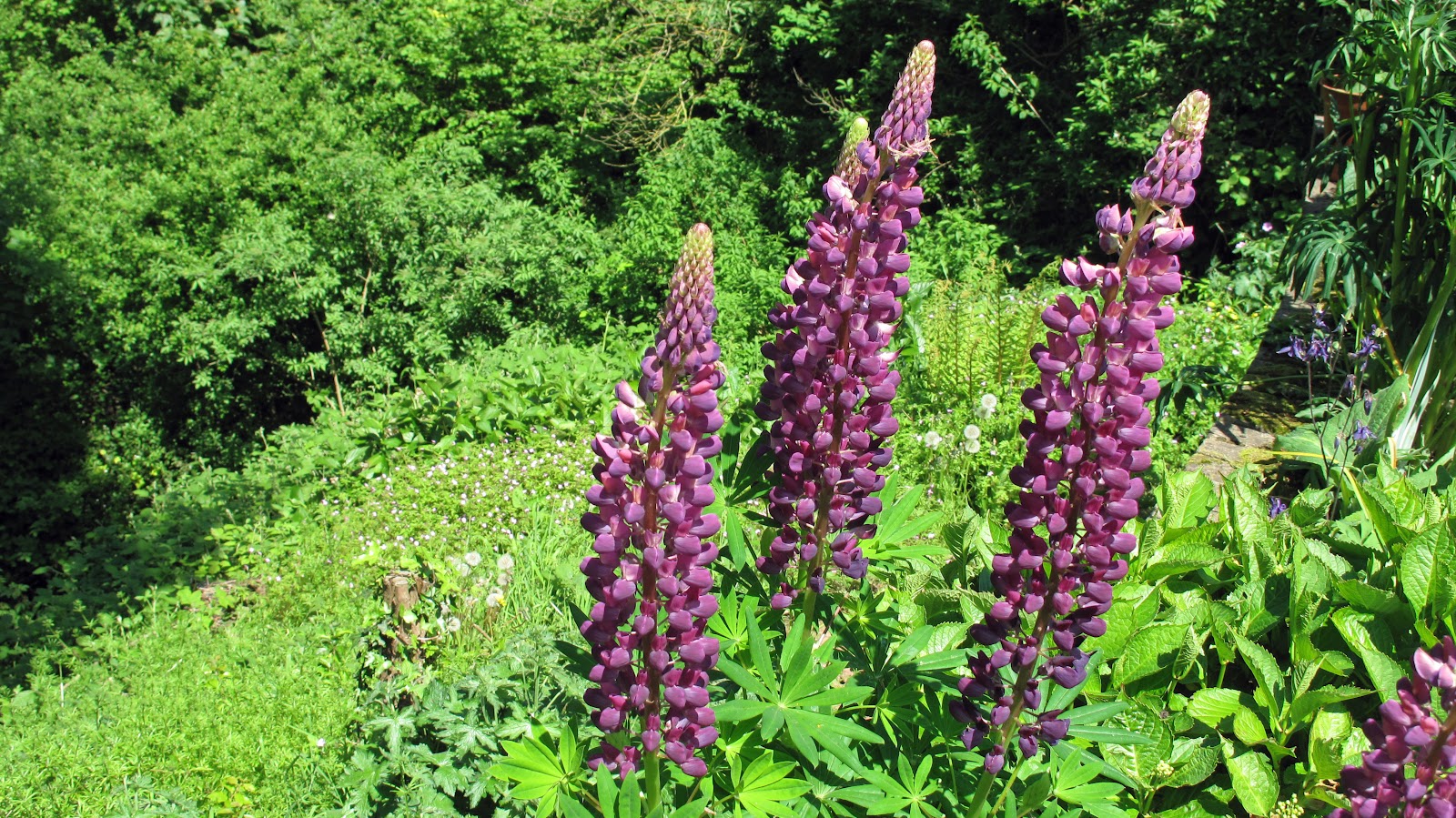 Green Dragonette: The Start Of The Great British Summer...
