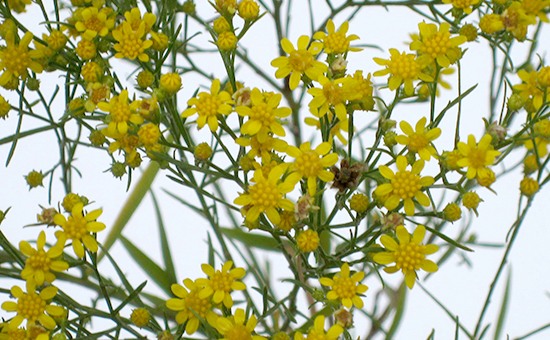 Broom Weed Tea, Water Therapy & Diet Heals Tuberculosis - Natural Home ...