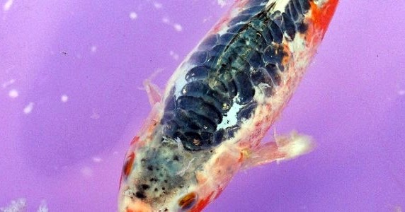 Infeksi Jamur Pada Ikan Hias Air Tawar - Akuarium Ikan Hias