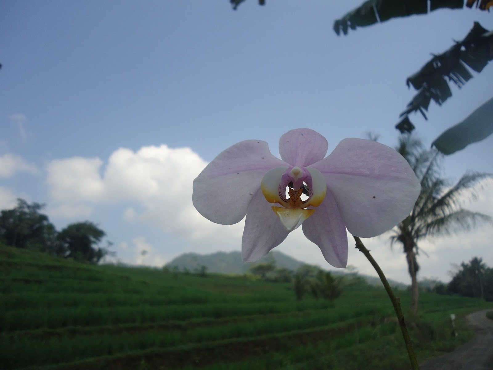 Wallpaper Bunga Anggrek Bulan Putih Ungu Dan Lautan Hijau - Rumah Daun Muda