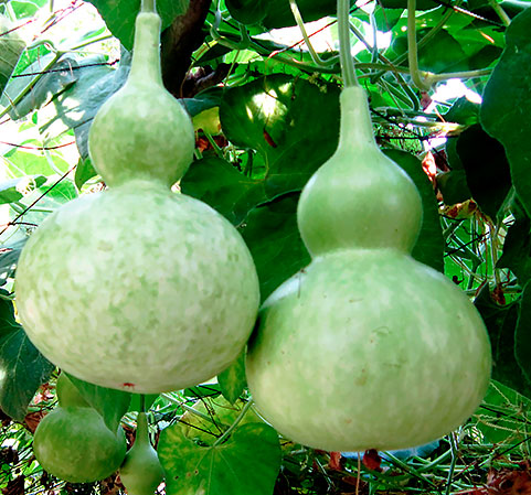 Bom dia Cuiabá!: Porongo