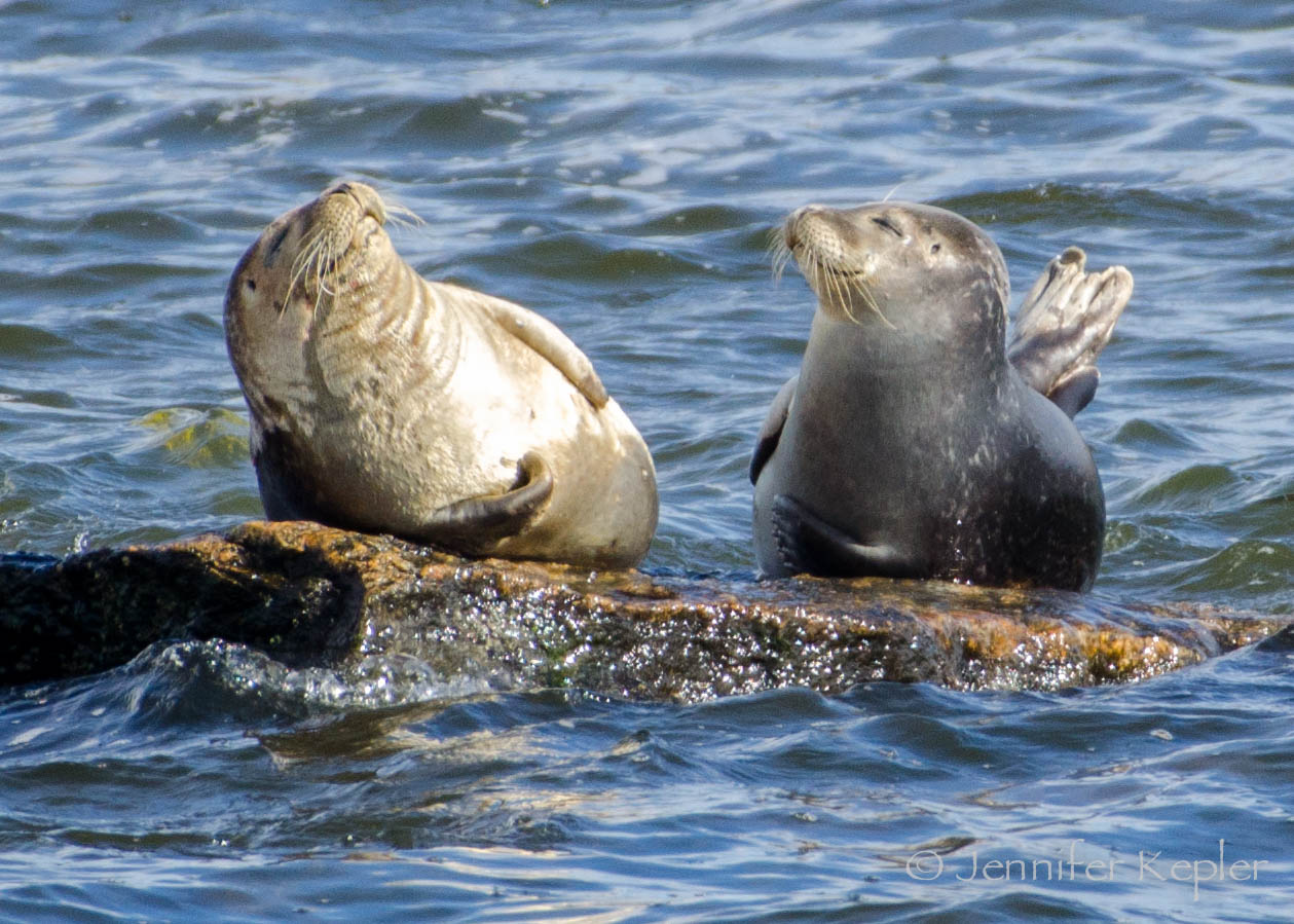 Snapshots of Nature: Great Backyard Bird Count - Day 3, Seal Cruise