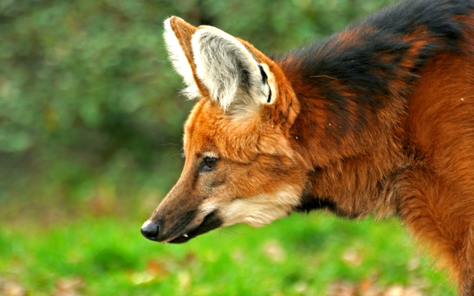 MANED WOLF photos - wallpapers | the fun bank