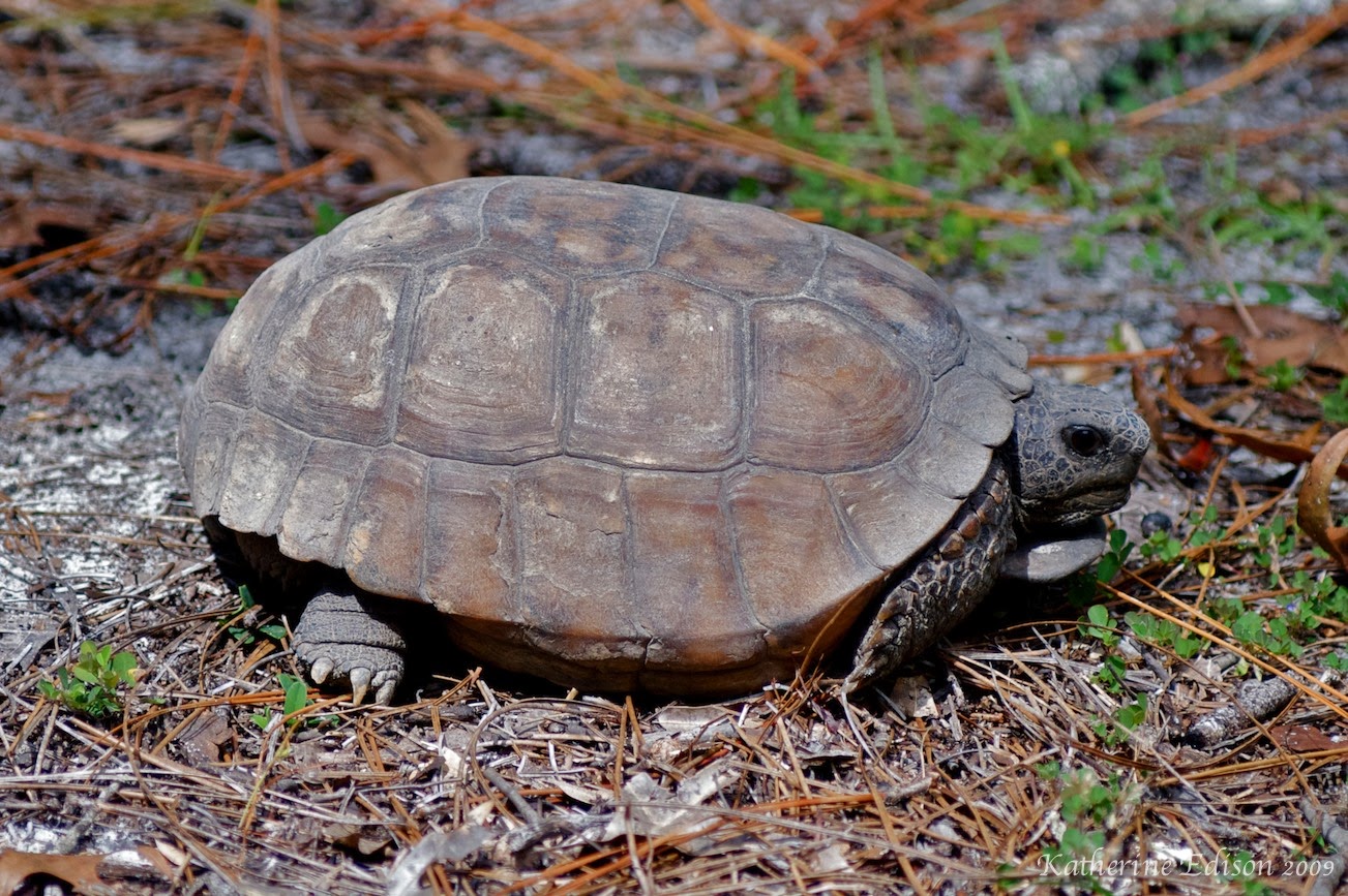 Earth Teach Me: Of Gophers and Salamanders
