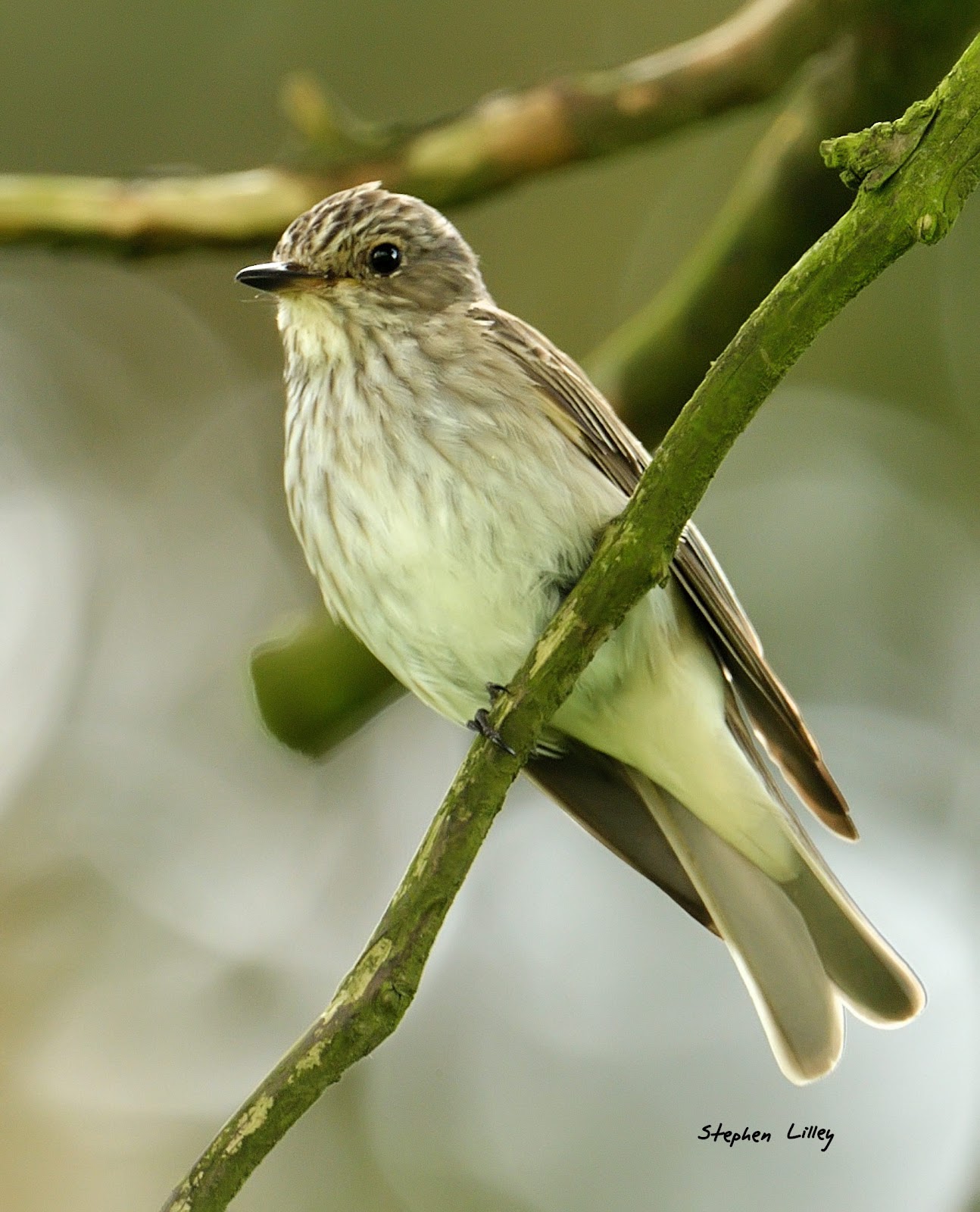 Birding In Bradford - Daily Sightings and News: Flycatchers