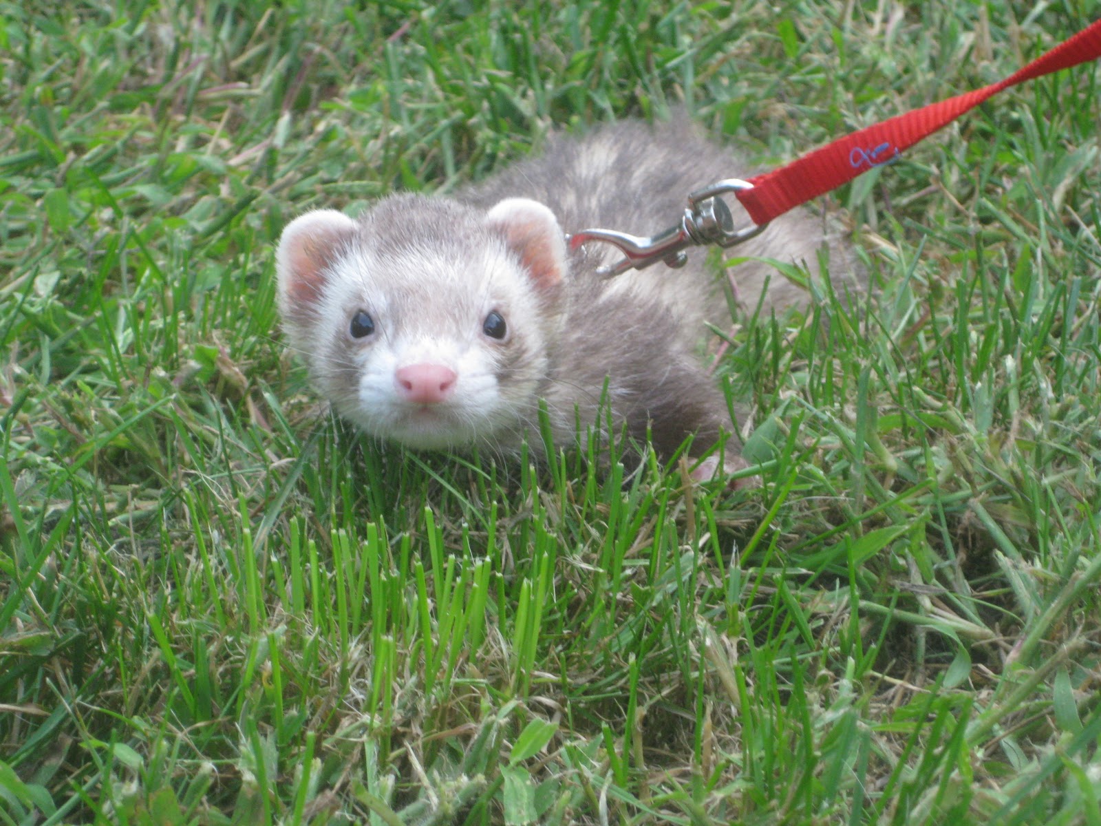 Rest in peace Bjorn. His initial name when we got him was Baby and of ...