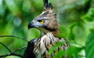 Budidaya Burung: Burung Rajawali Jawa - Agar Gacor