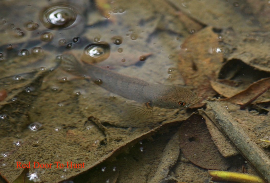 RED Door To Hunt: Sebahagian Spesies Ikan Paya Air Tawar Di Selangor