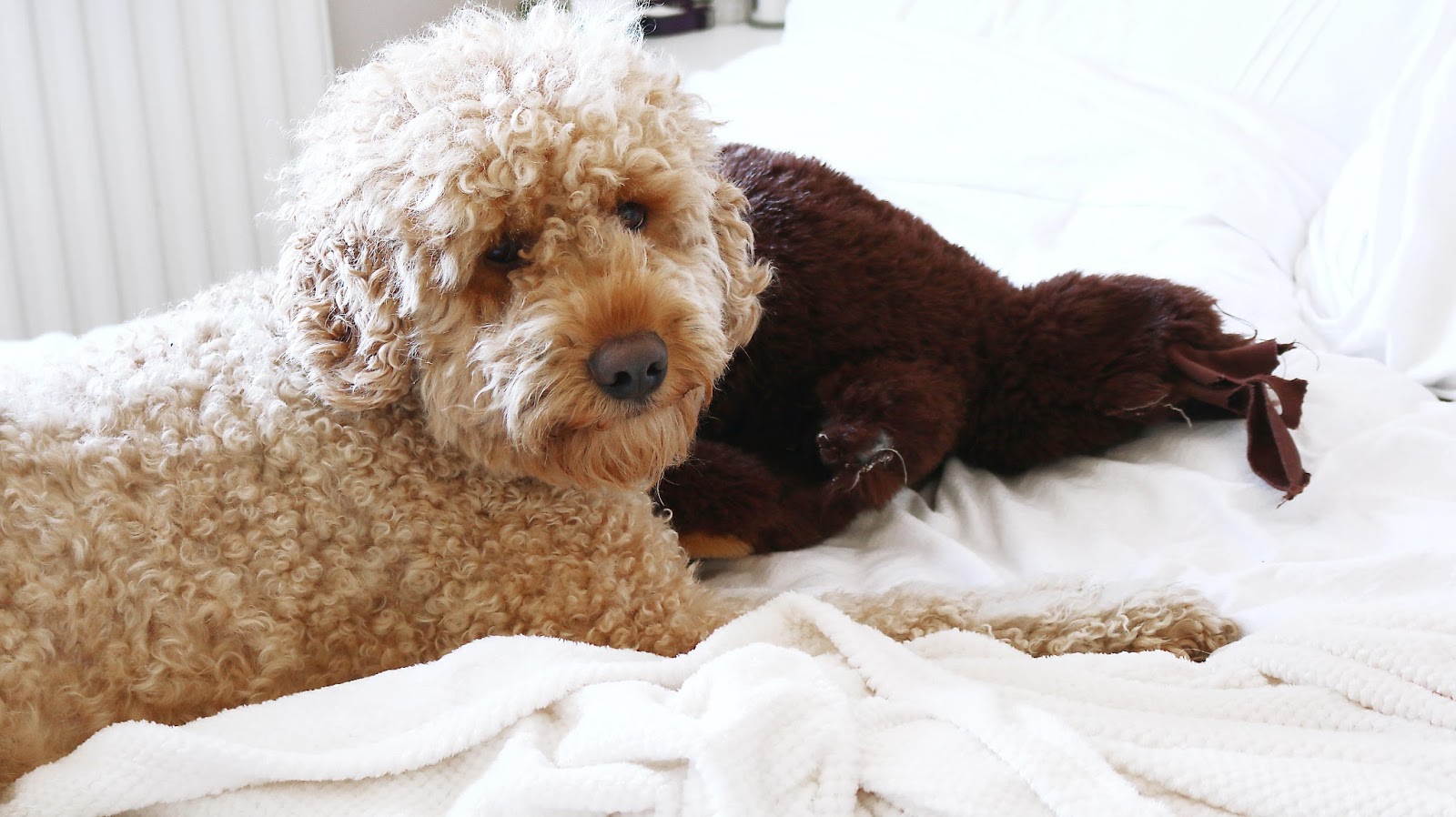 6 Things I've Learnt Since Having A Dog - Corrie Bromfield